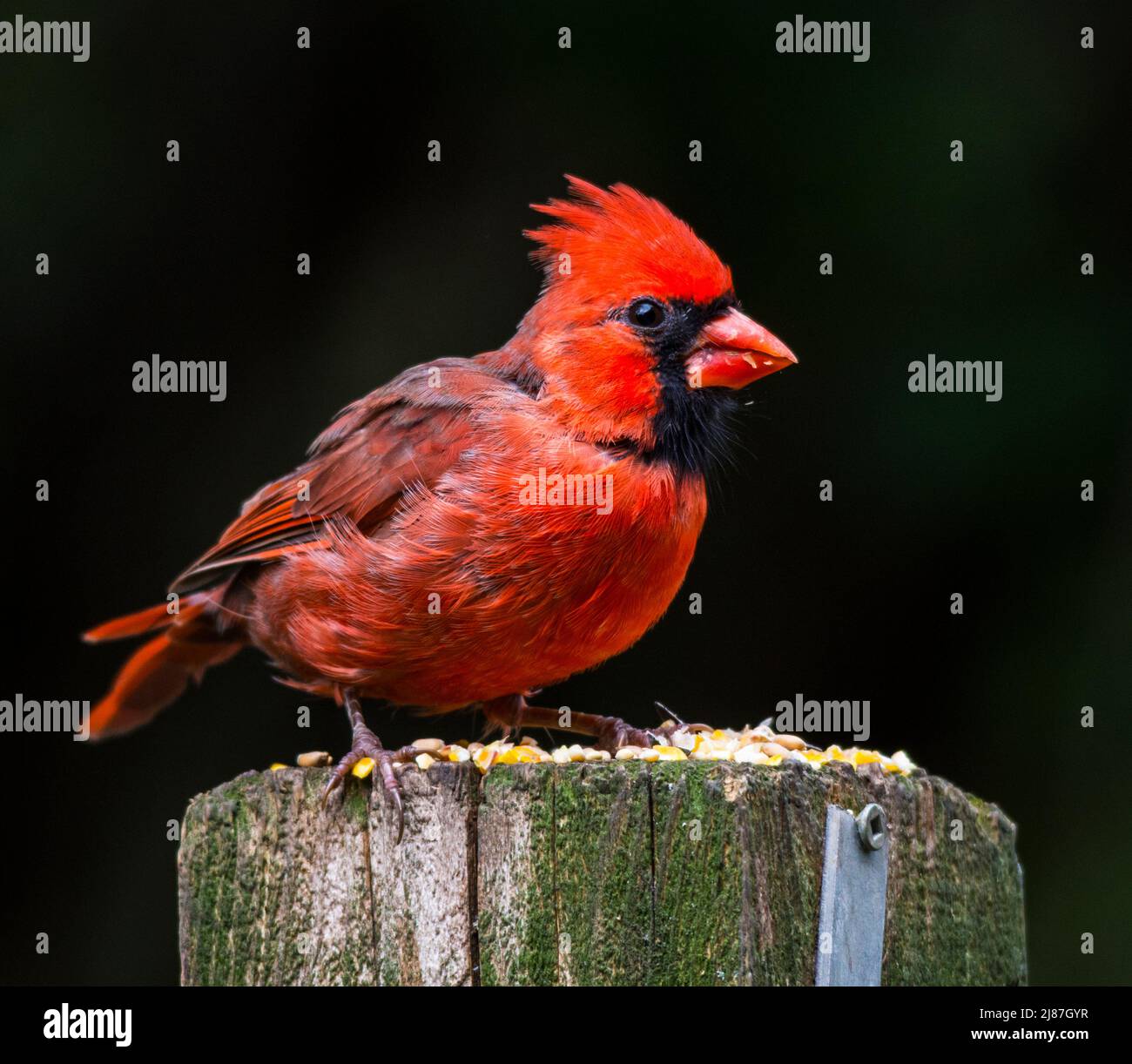 Markwhayes hi-res stock photography and images - Alamy