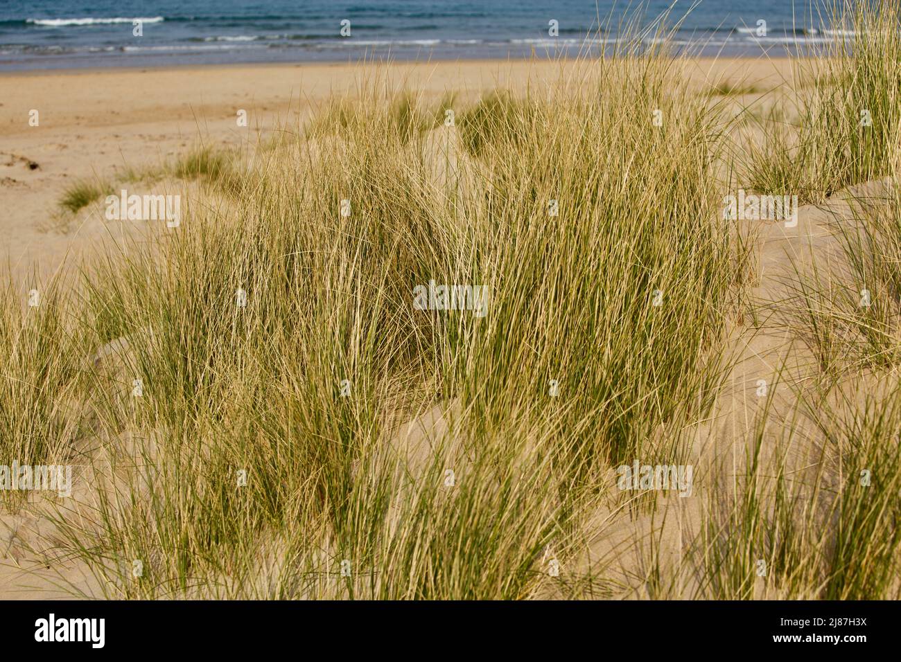 Grass on beach Stock Photo - Alamy