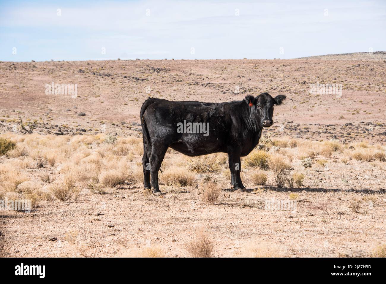 A lone cow grazes on sparse vegetation on public land in the Beaver Dam ...