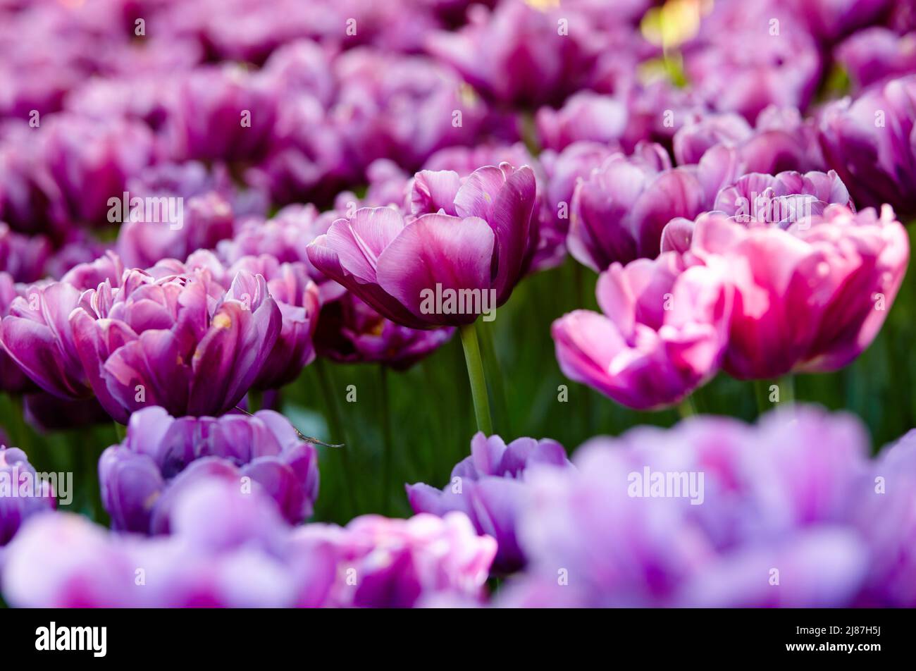 Beautiful tulip flowers blooming in a garden. Beauty tulip plant in the ...