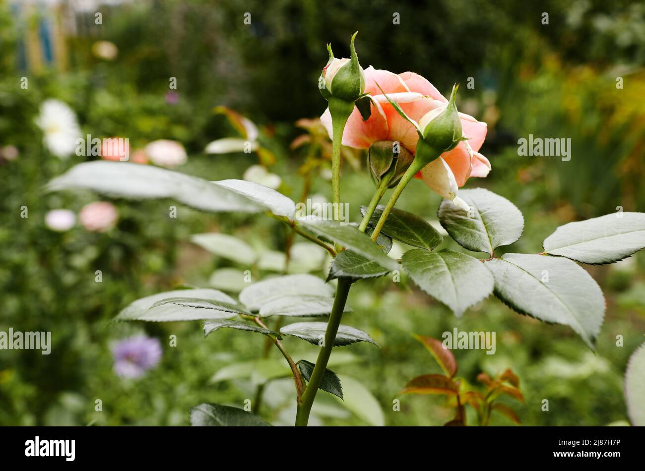 Pink rose in the garden. A bush of beautiful rose in summer light ...