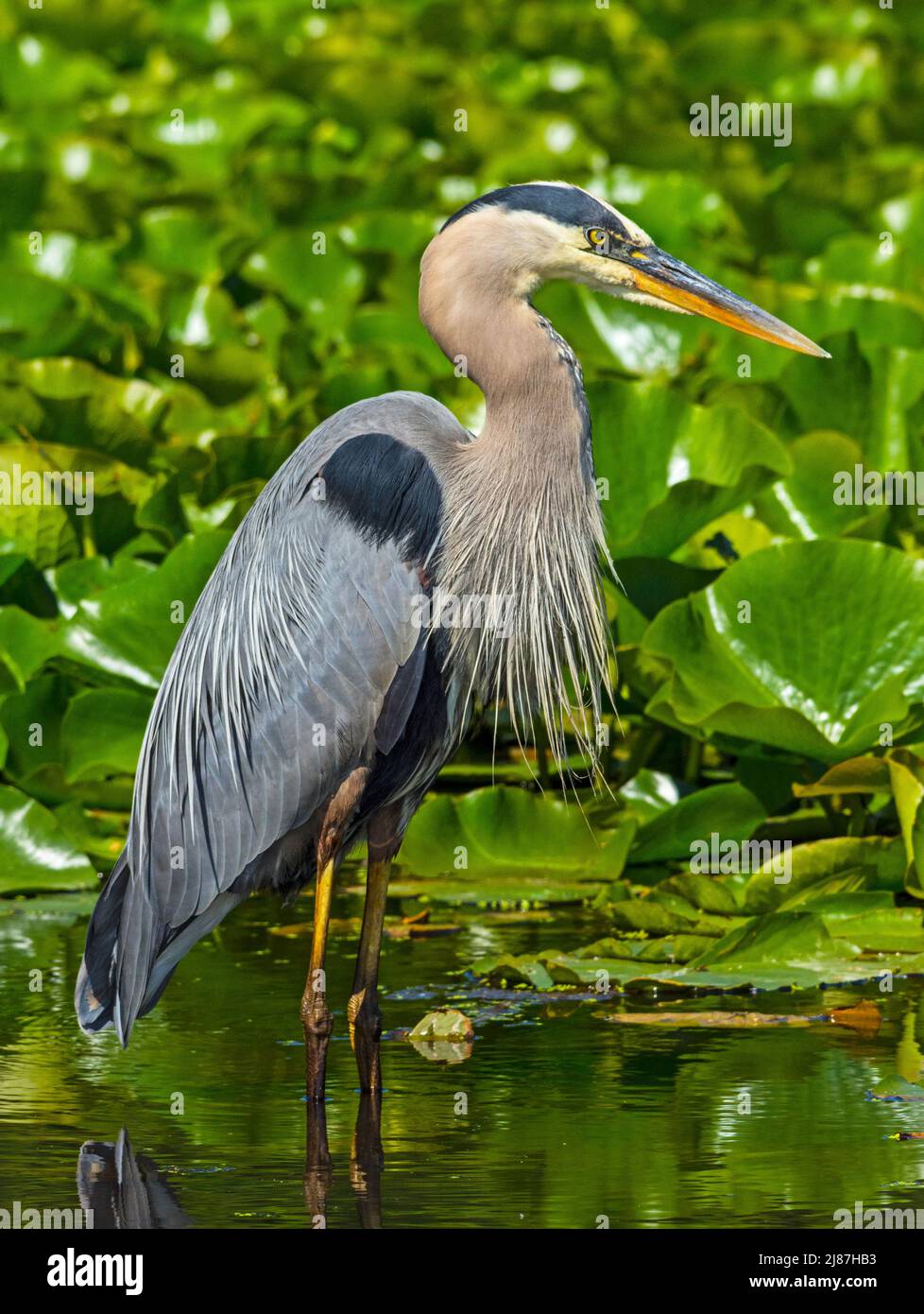 Breeding mark hi-res stock photography and images - Alamy