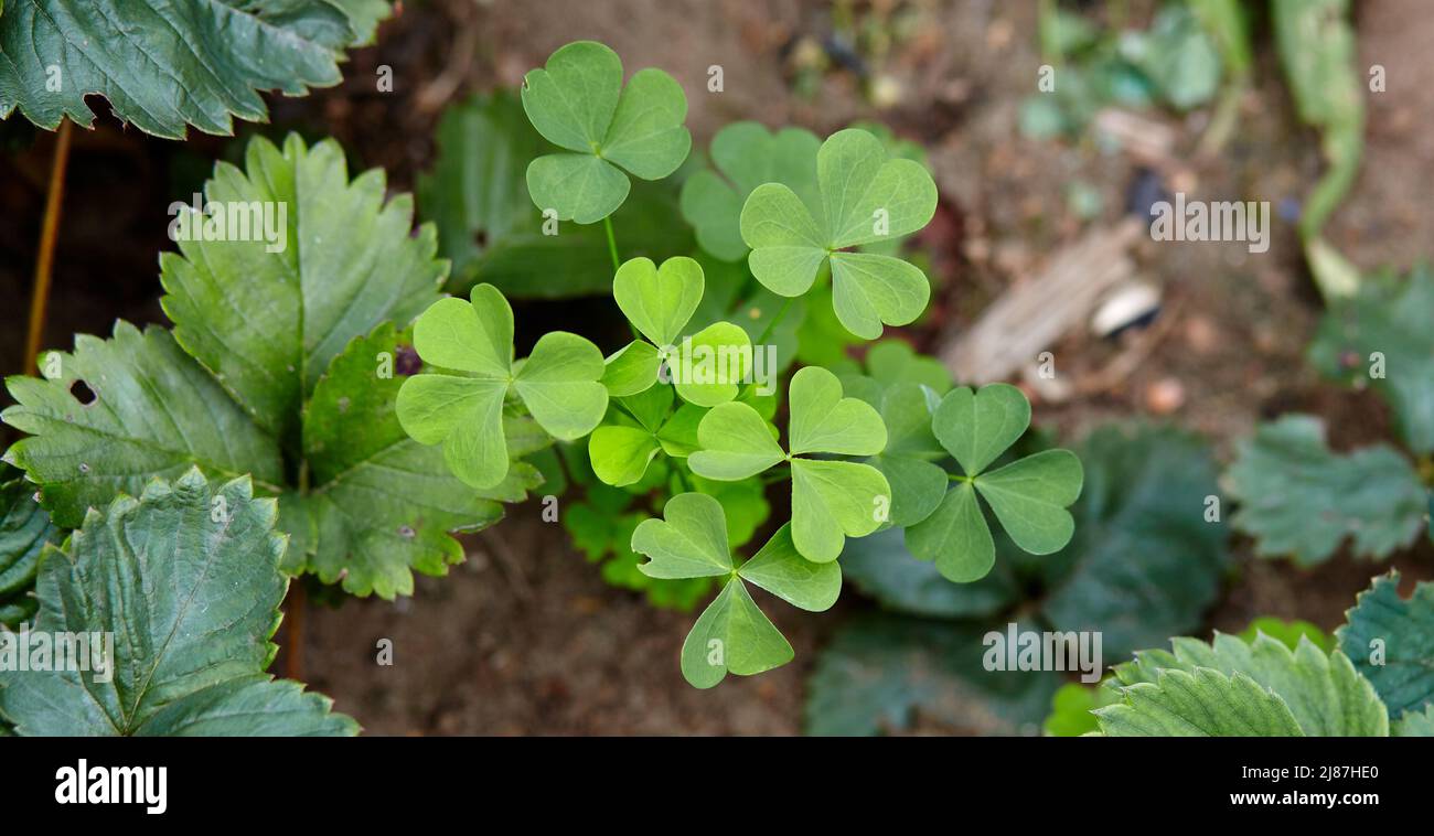 Closeup of Leaf clovers. Plants for good luck at garden for St ...