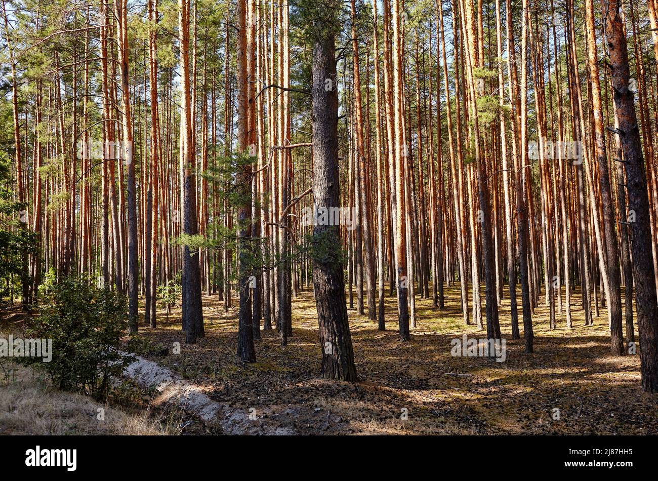 Pine tree forest. Beautiful summer forest on a summers day Stock Photo ...