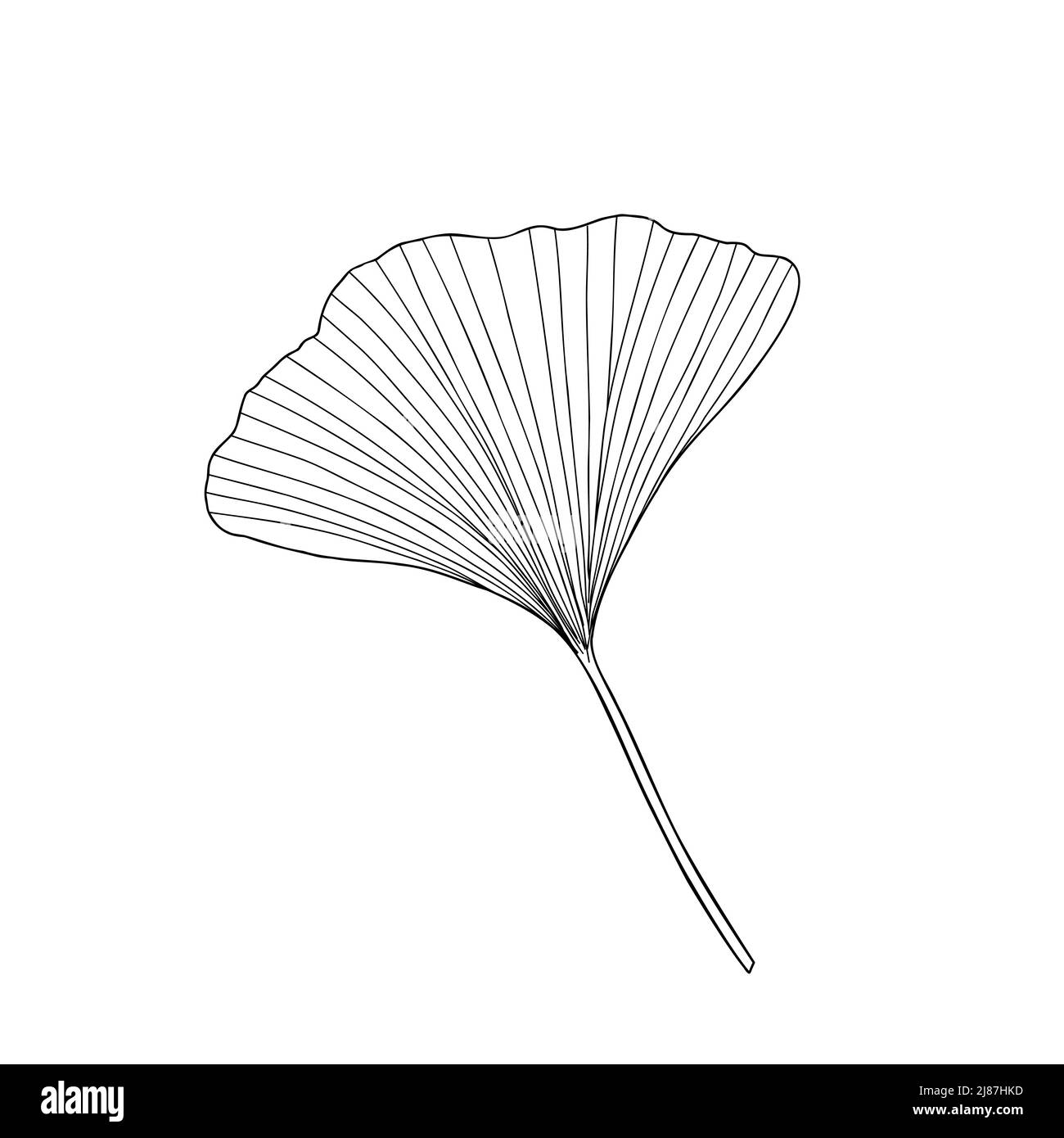 Fresh ginkgo leaf black and white outline hand drawn vector ...