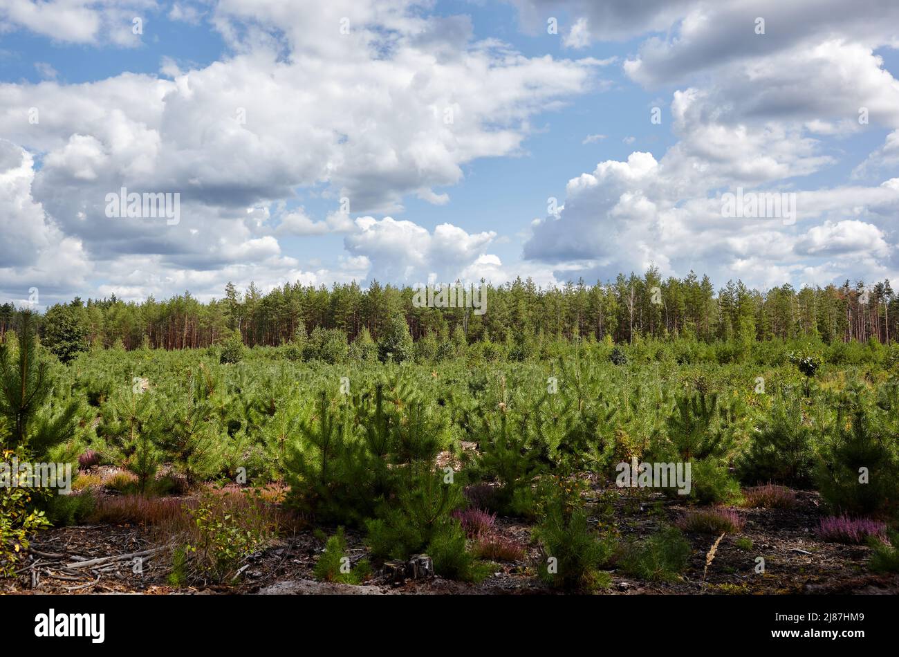 Dense pine forest against the sky and meadows. Beautiful landscape of a ...