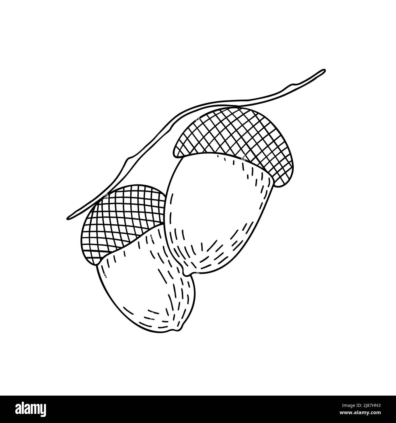 Acorn oak tree seed simple hand drawn outline vector illustration ...