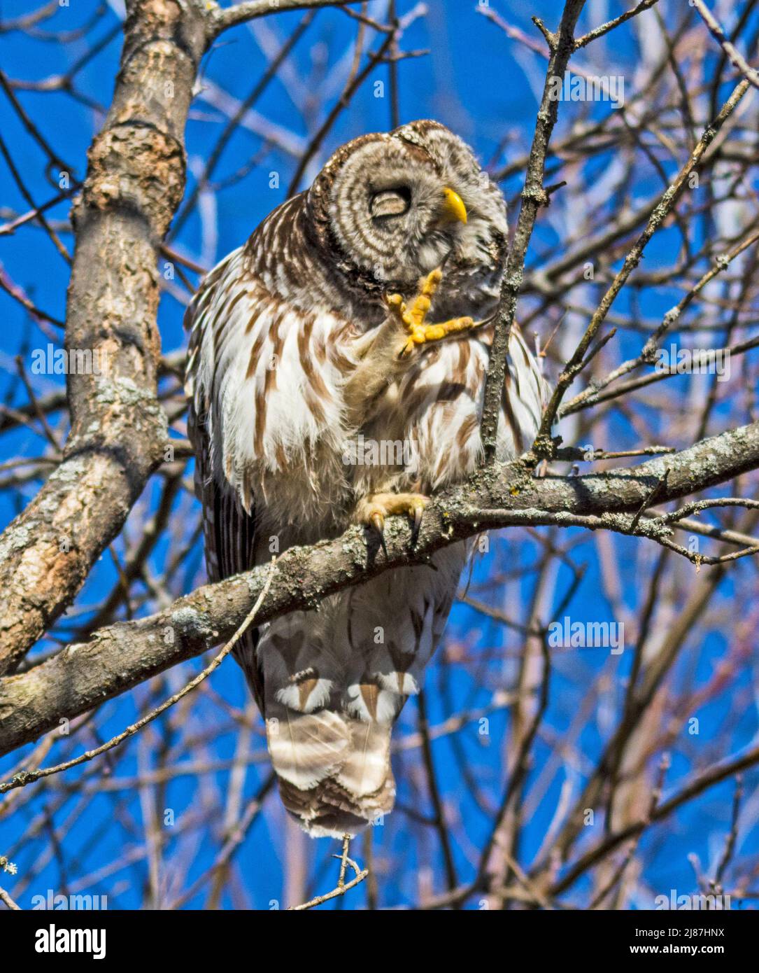 Barred owl sleeping hi-res stock photography and images - Alamy