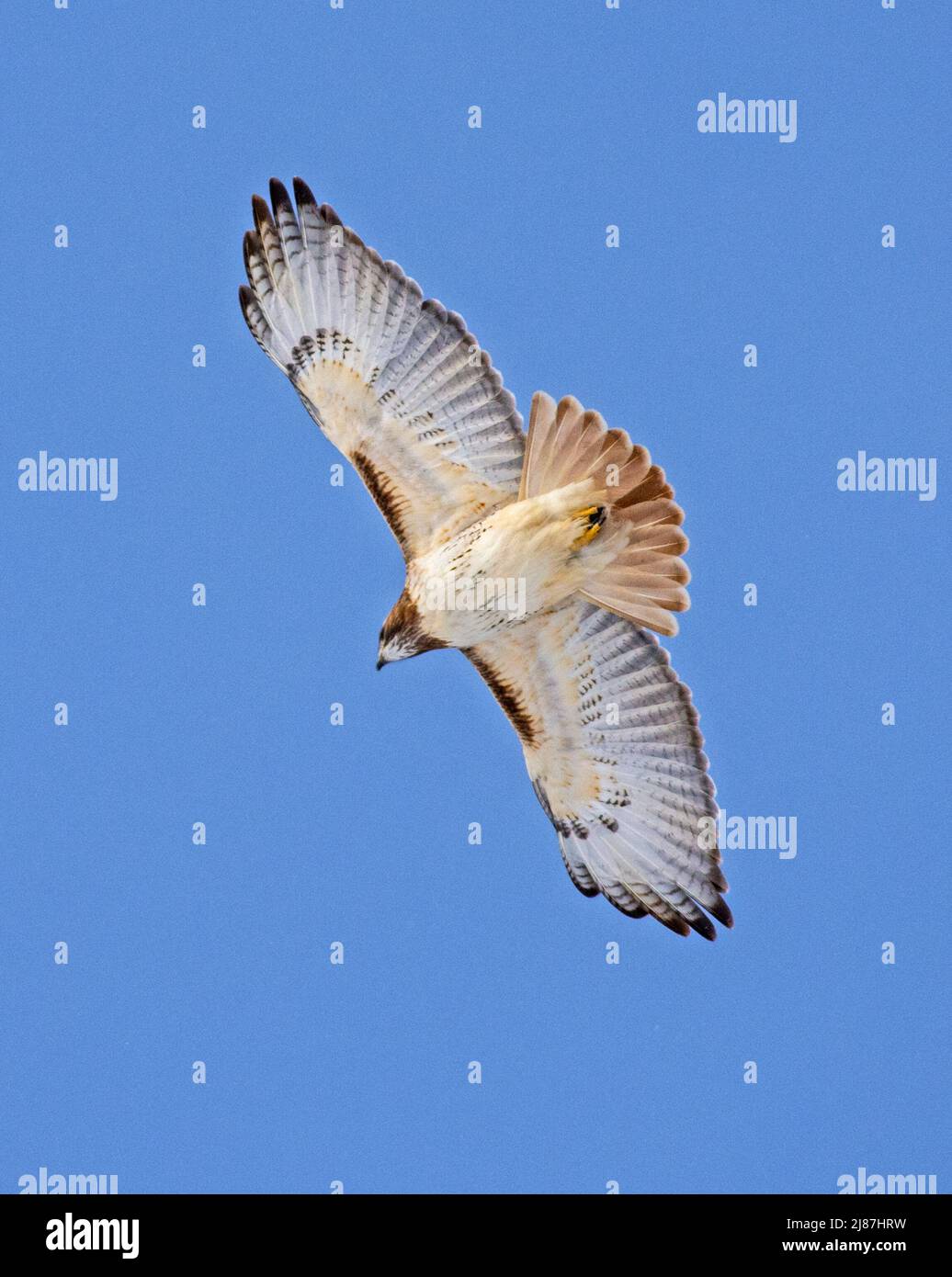 Markwhayes hi-res stock photography and images - Alamy