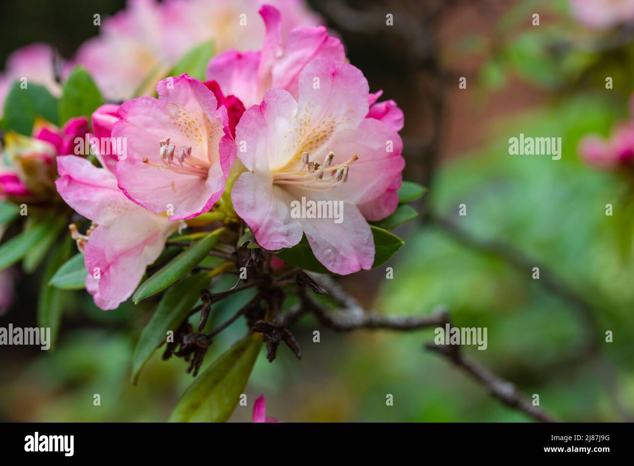Pink azalea flowers in full bloom on a shrub branch in spring botanical ...