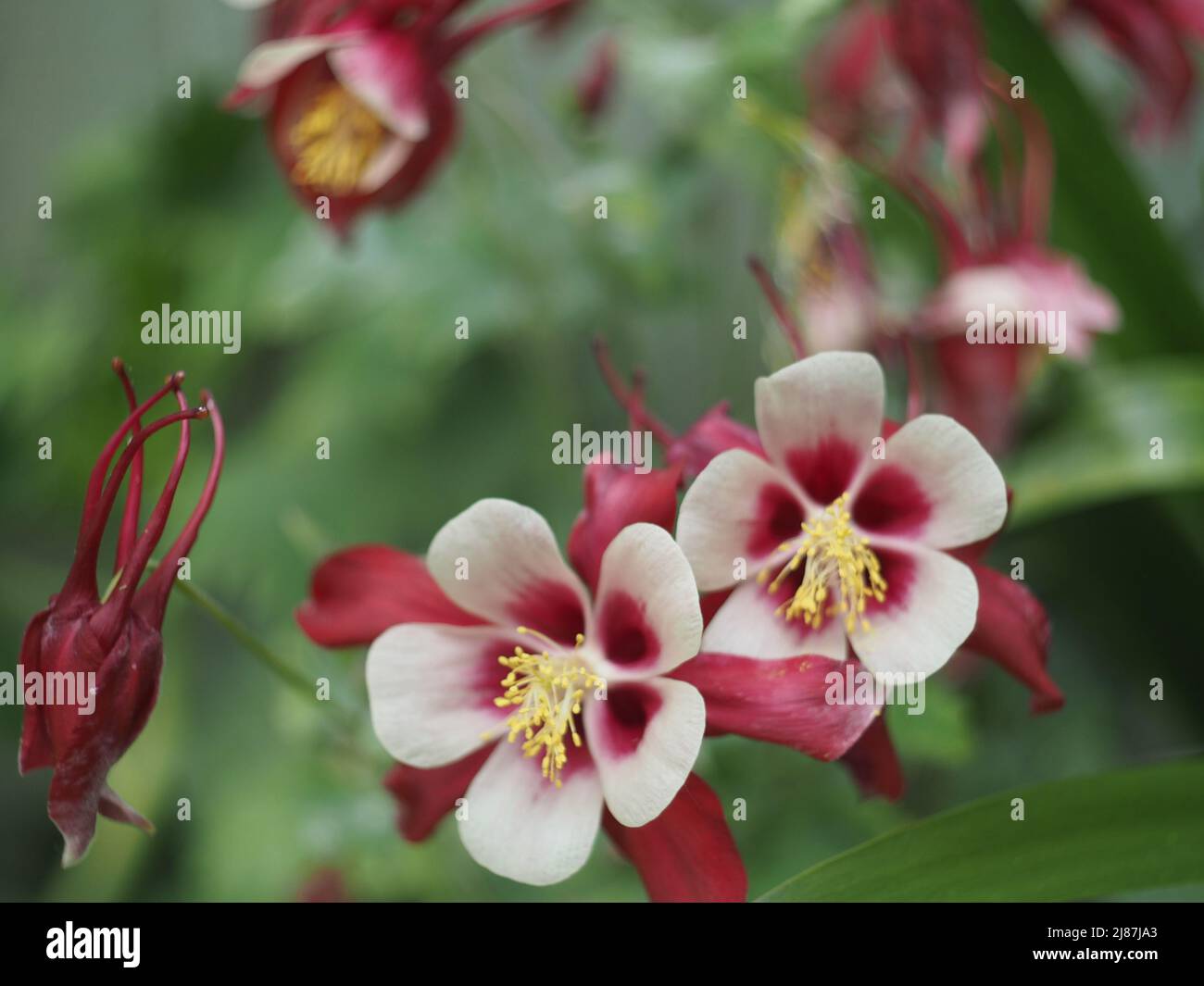 Cream and crimson aquilegia flowers growing in a bed Stock Photo - Alamy