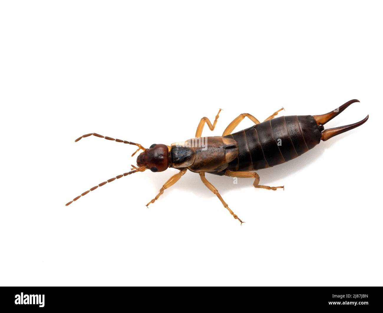 Common earwig european earwig forficula hi-res stock photography and ...