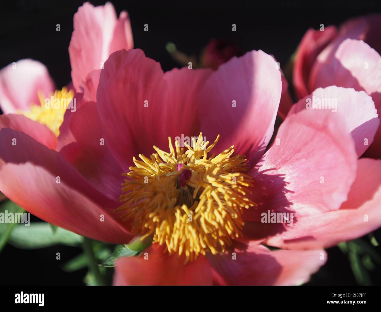 Deep pink peony flower fully open Stock Photo - Alamy