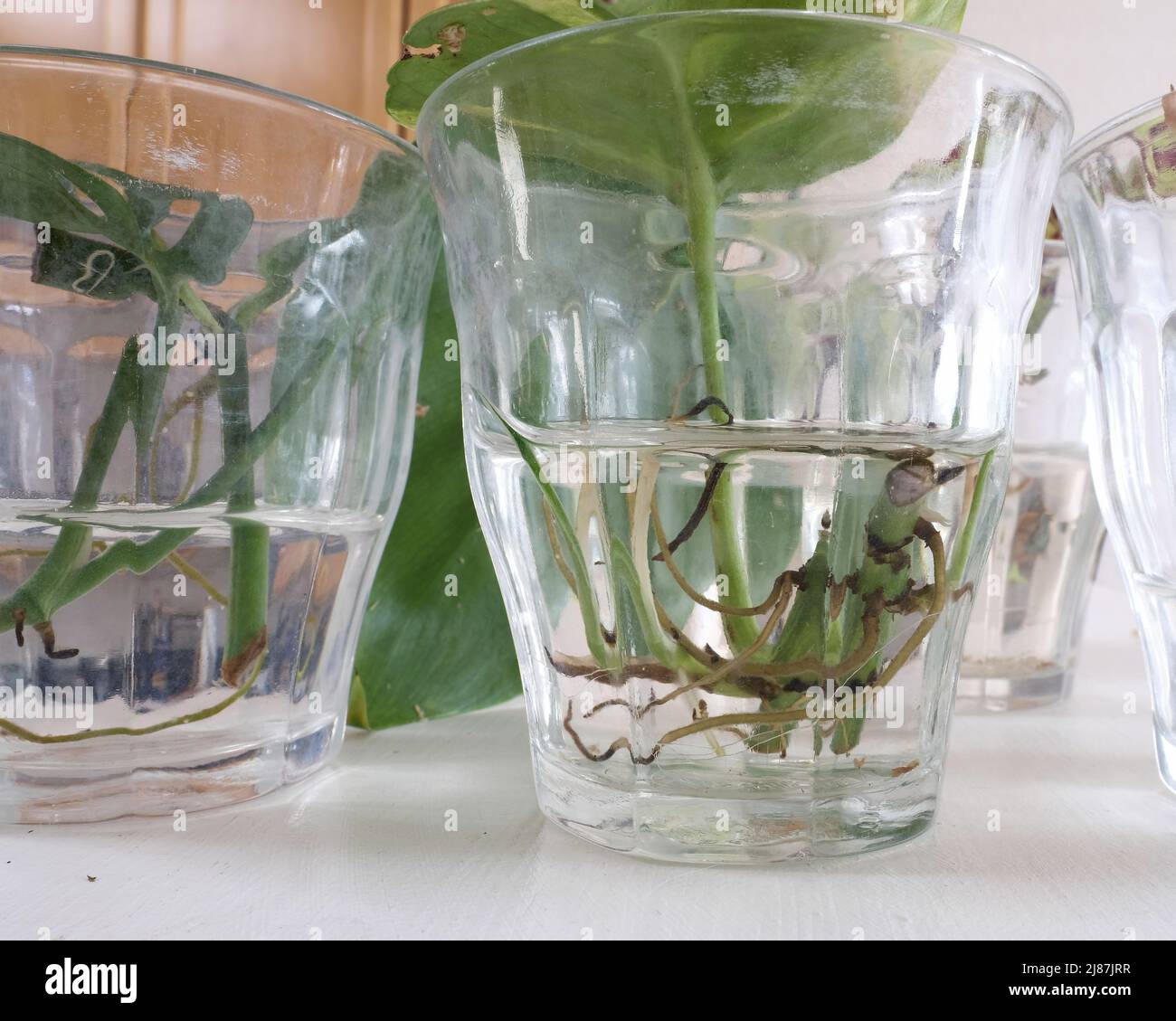 Rooting plants in a clear glass of water indoors; plant cuttings taking ...