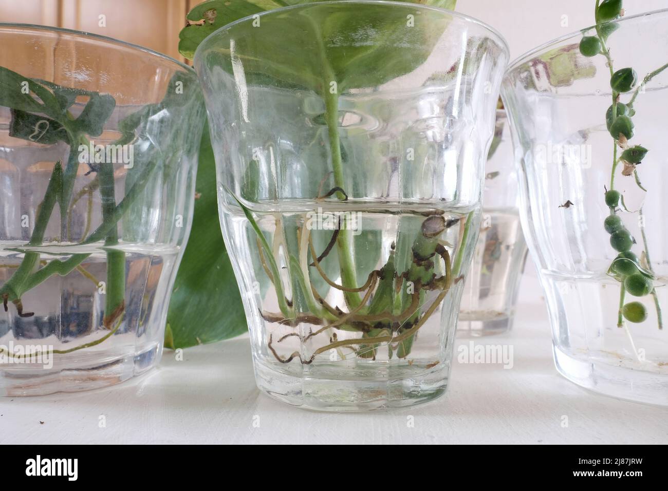 Cuttings houseplants hi-res stock photography and images - Alamy