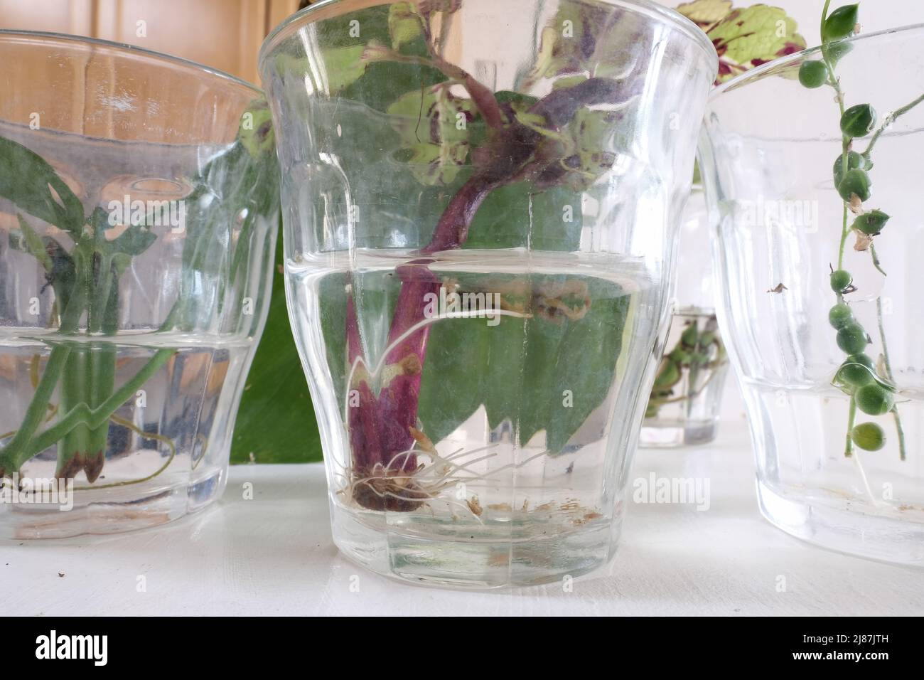 Rooting plants in a clear glass of water indoors; plant cuttings taking ...