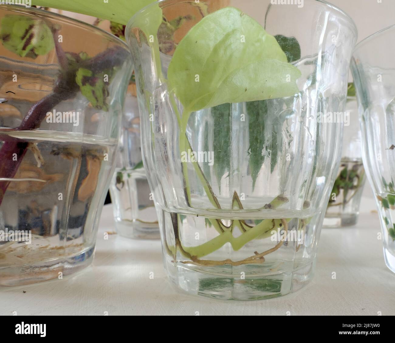 Rooting plants in a clear glass of water indoors; plant cuttings taking ...