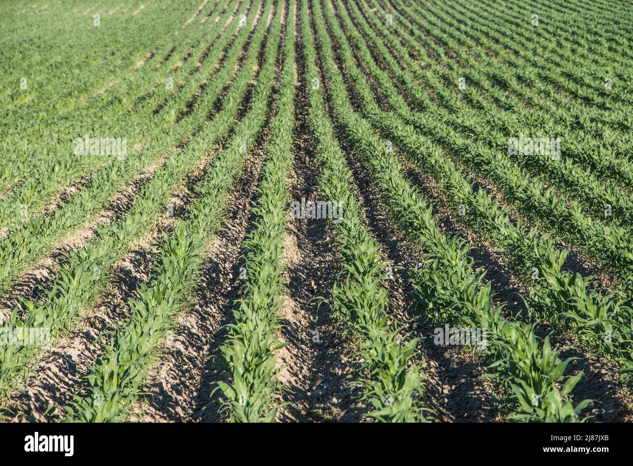 Rows of green wheat before heading out, rows only, no background, Idaho ...