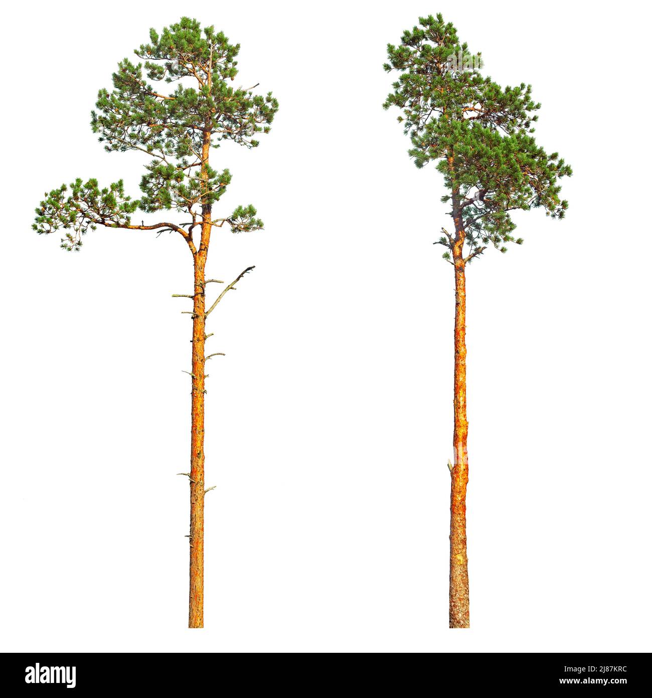 Tall pine trees isolated on white background Stock Photo - Alamy