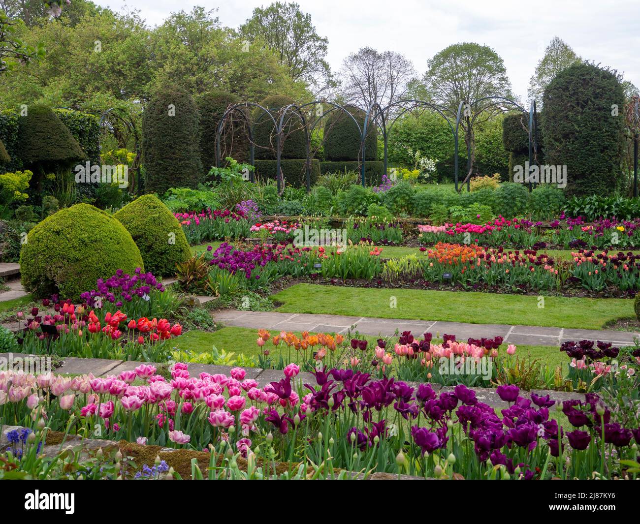 Chenies Manor Garden. Colourful tulip varieties in the plant borders ...