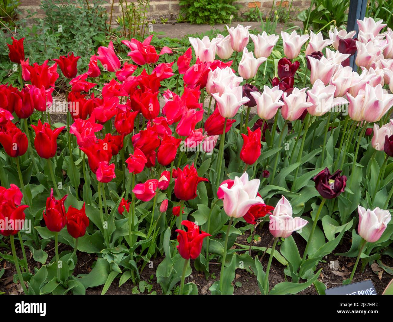 Chenies Manor Garden Tulip 'Apricot Pride', Tulipa 'Isaak Chic' Tulipa ...