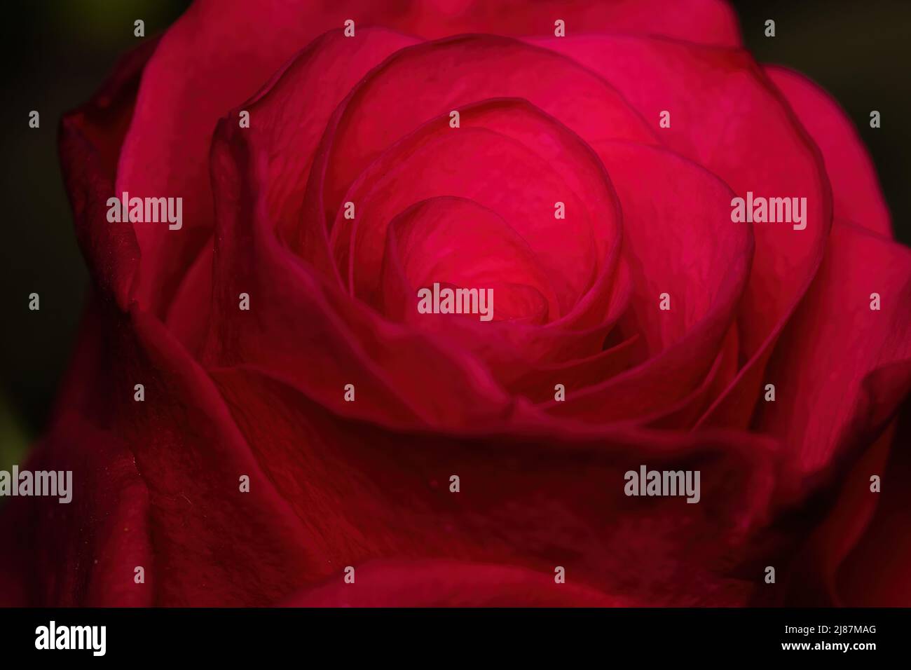 Close up photo of red rose with inner glow effect. Background of ...