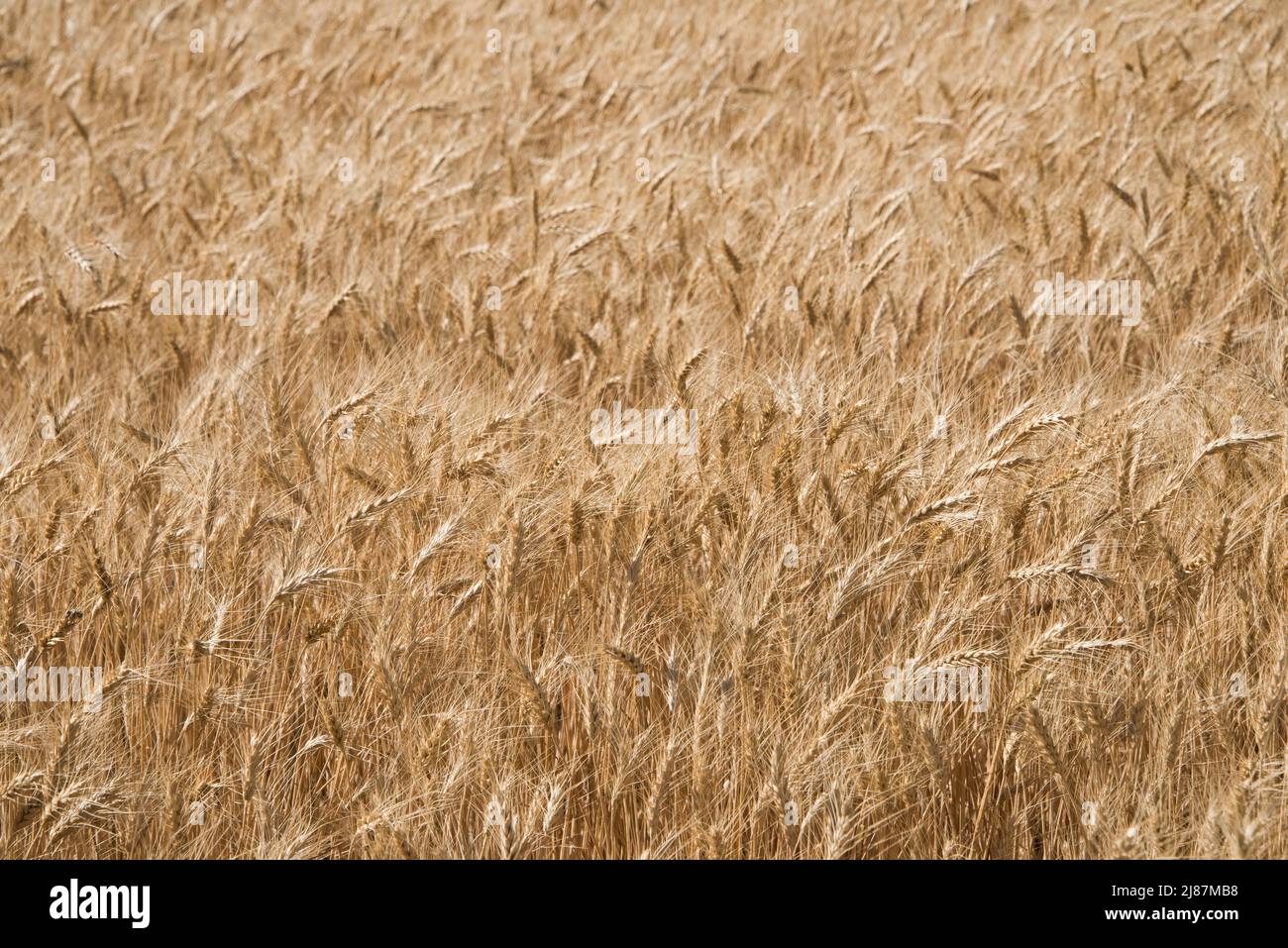 Heads of grain hi-res stock photography and images - Alamy