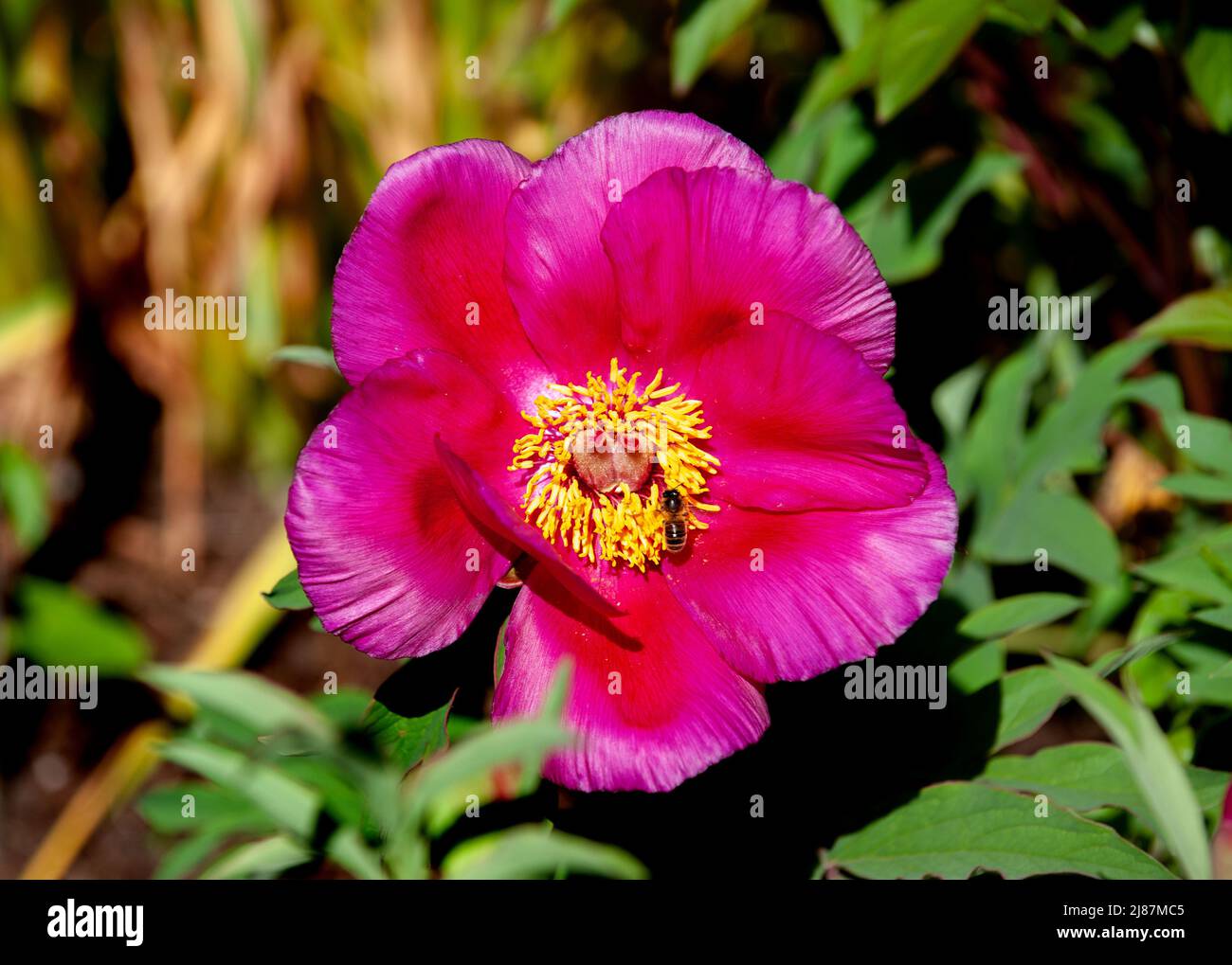 Red Paeoniaceae, paeonia, peony blossom in the garden Stock Photo - Alamy