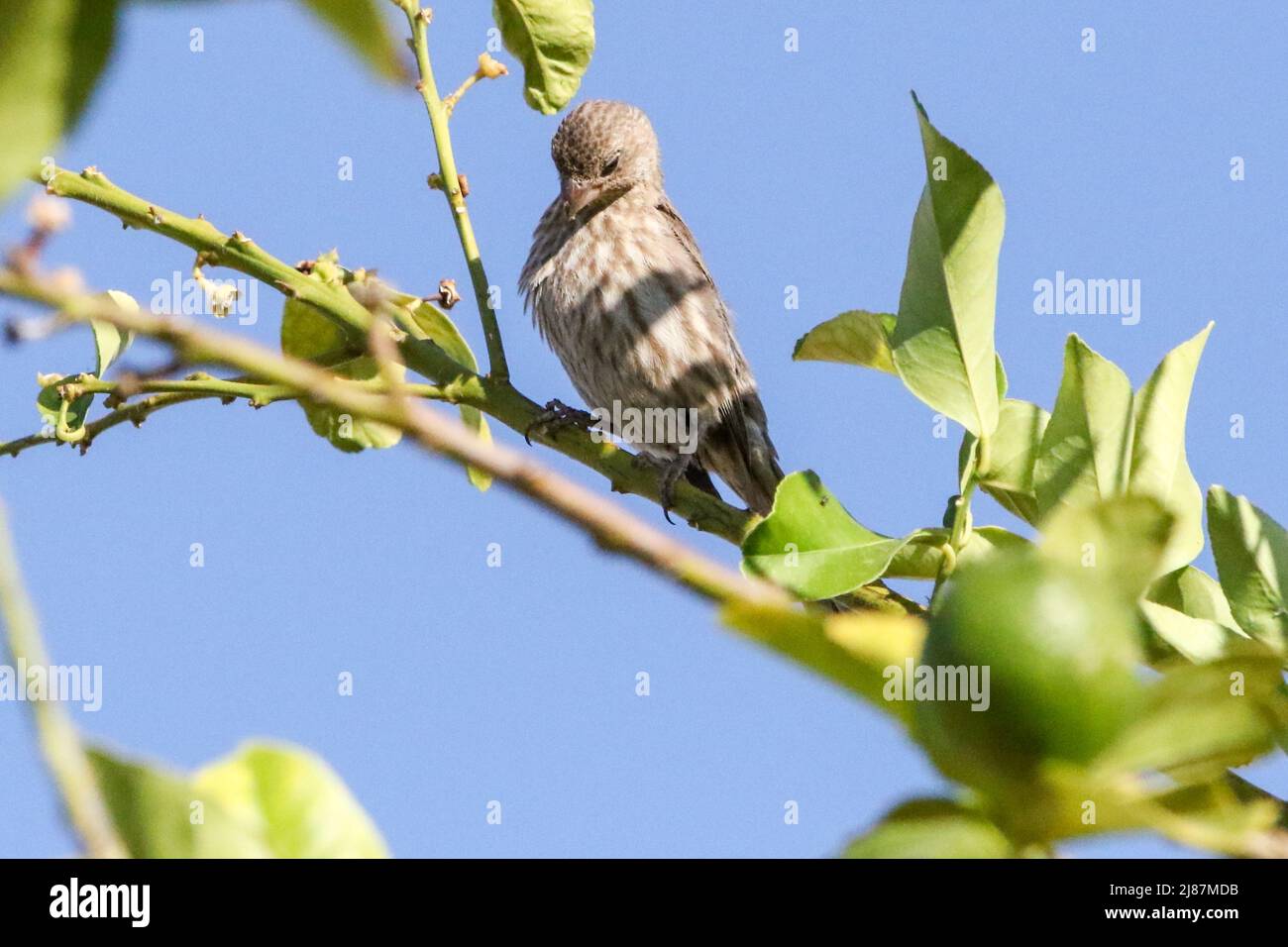 House finch on tree branch, Mesa, Arizona Stock Photo - Alamy