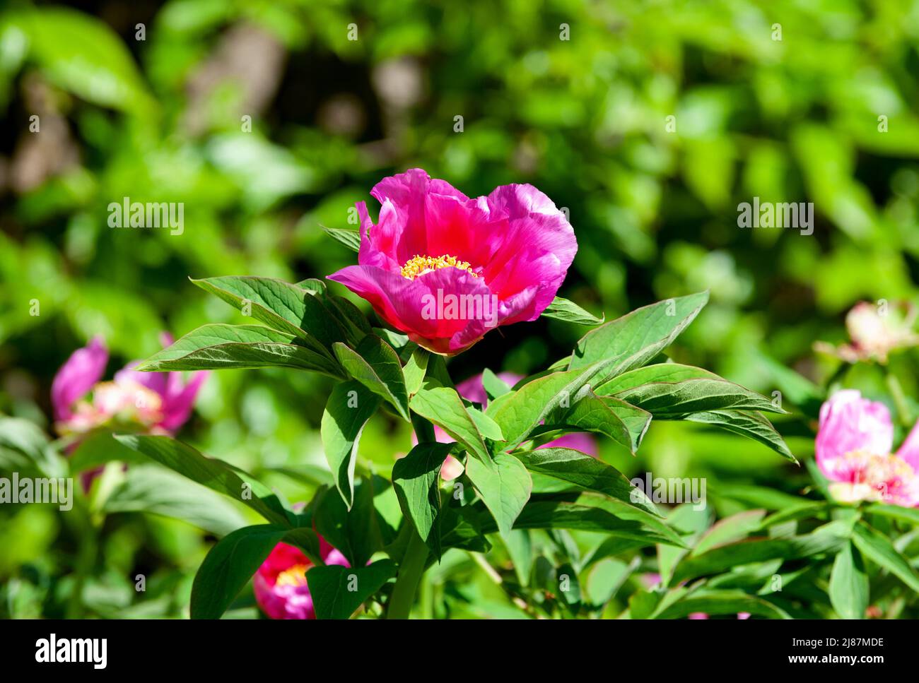 Red Paeoniaceae, paeonia, peony blossom in the garden Stock Photo - Alamy