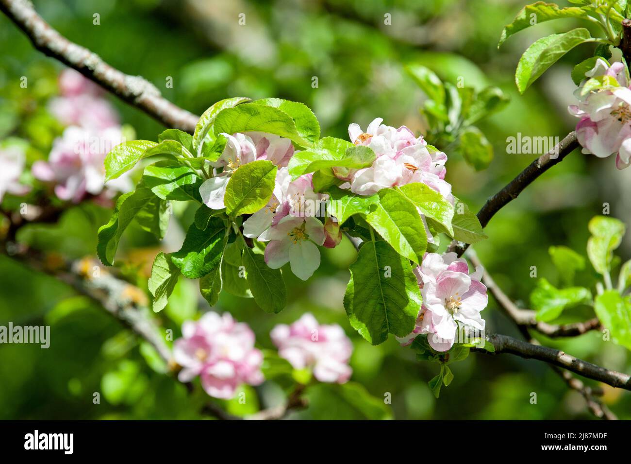Blossoming twig of apple tree on a sunny day in spring garden (closeup ...