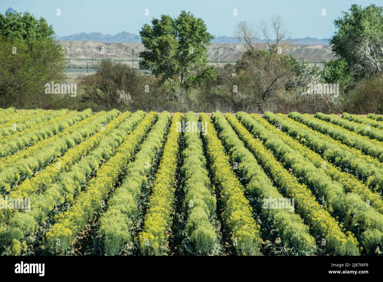 Broccoli crop in bloom for seed production, Yuman, Arizona, USA Stock ...