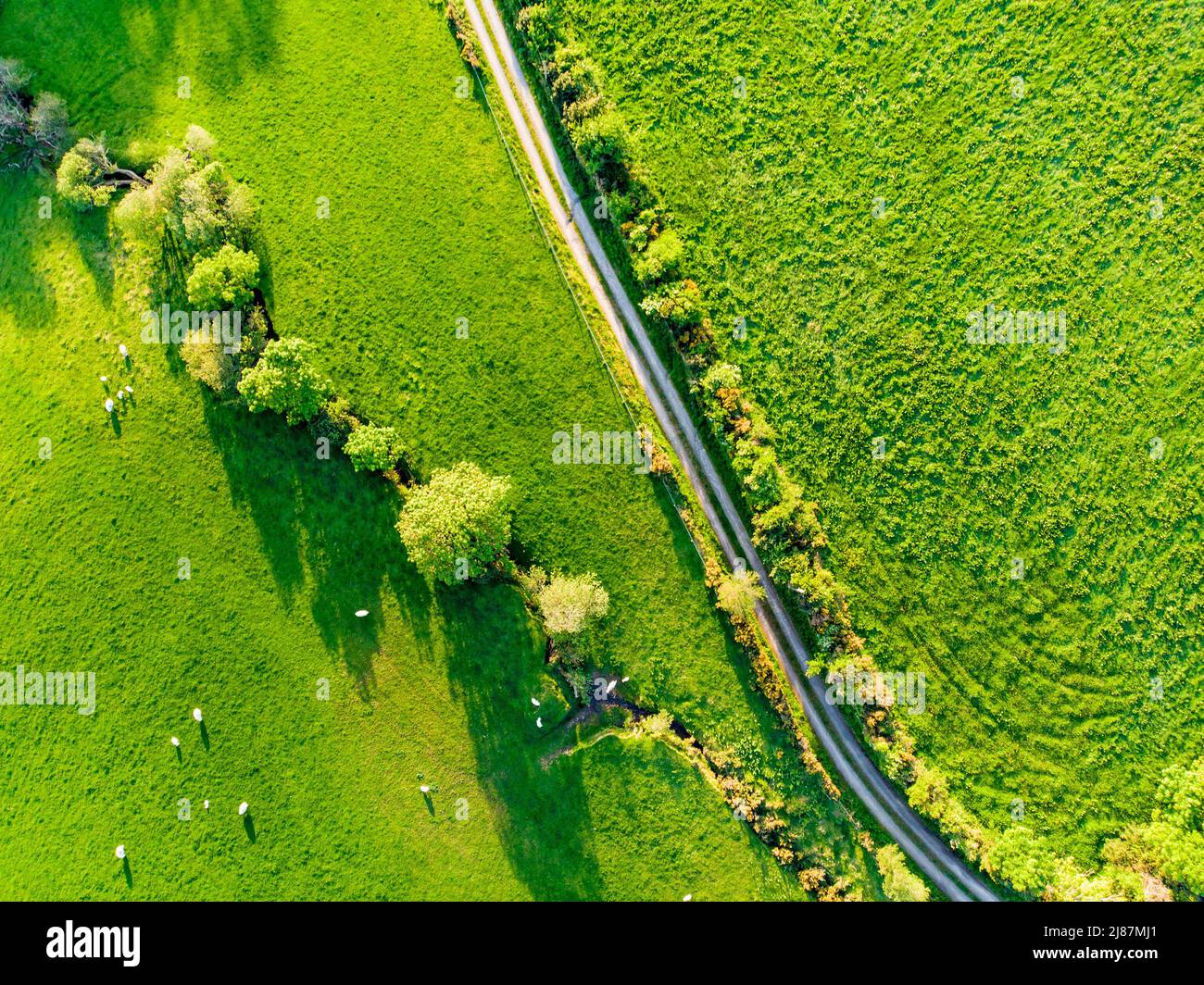 Aerial view of endless lush pastures and farmlands of Ireland ...