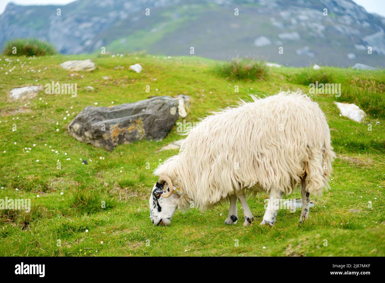 Sheep marked with colorful dye grazing in green pastures. Adult sheep ...