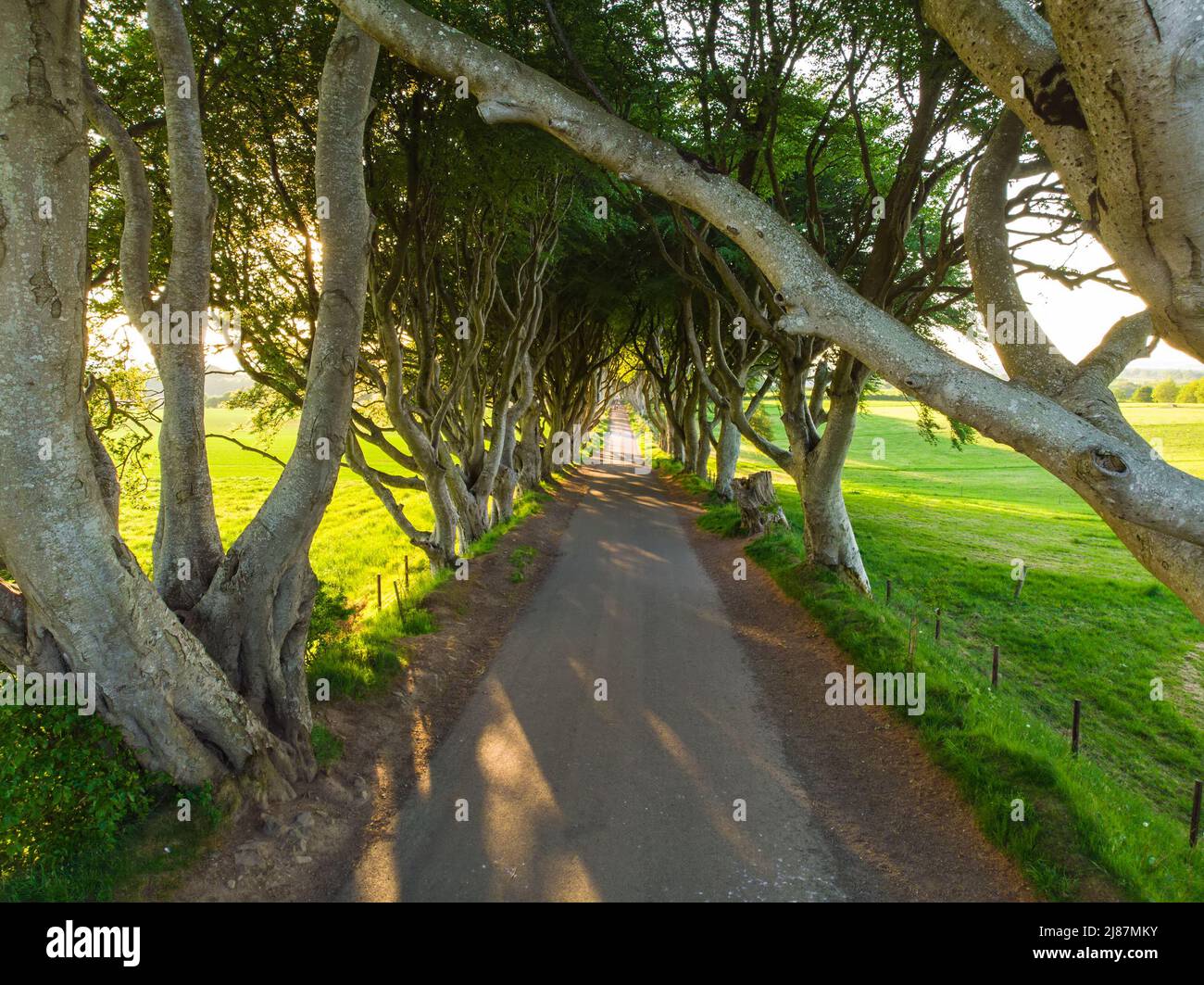 Aerial view of The Dark Hedges, an avenue of beech trees along Bregagh ...