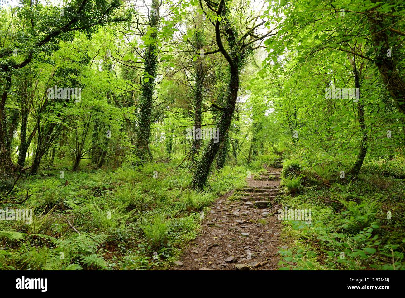 Massive pine trees with ivy growing on their trunks. Impressive green ...