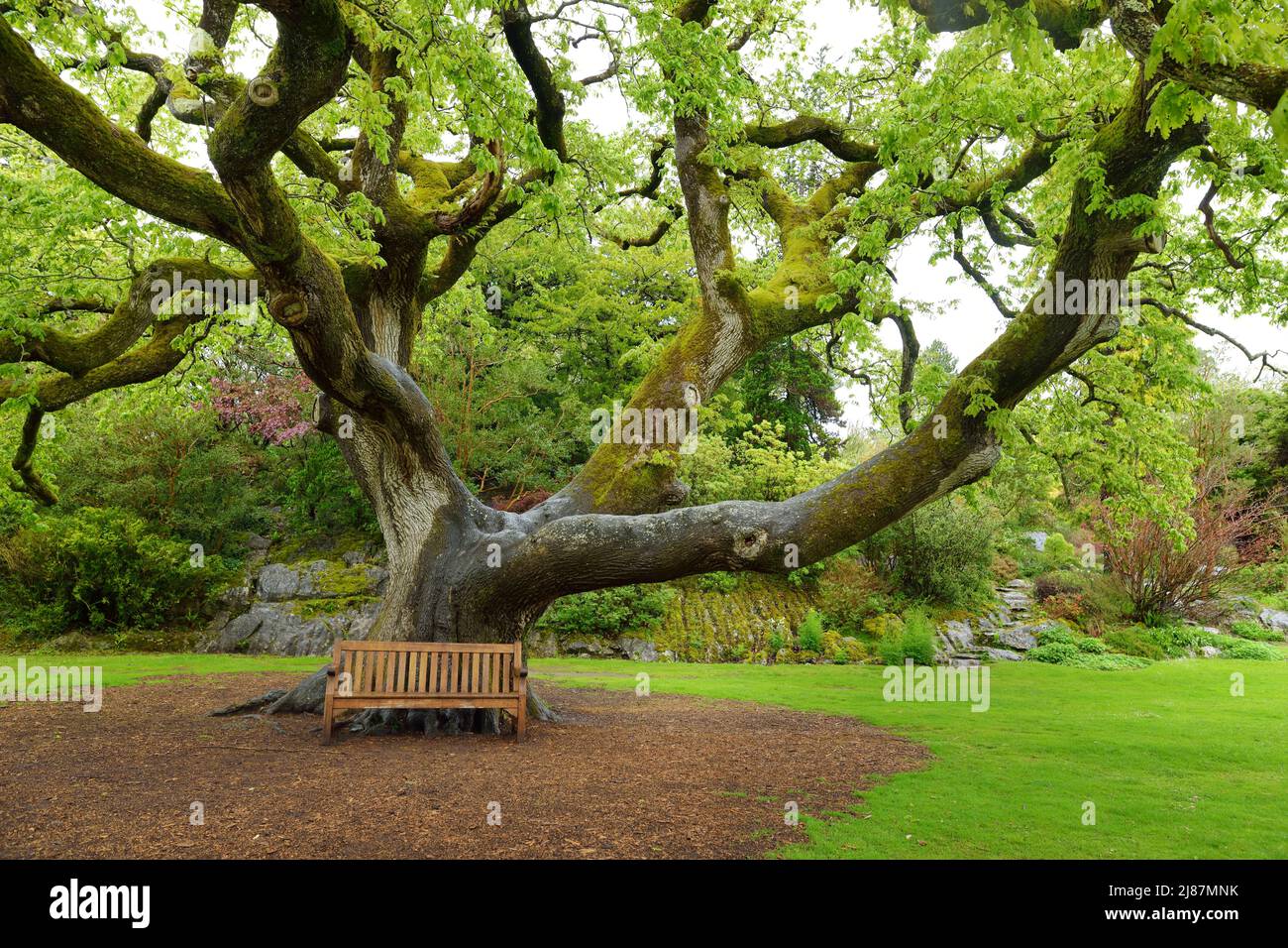 Wooden bench under majestic tree in the gardens of Muckross House ...