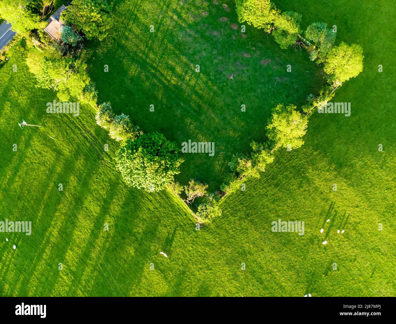 Aerial view of endless lush pastures and farmlands of Ireland ...