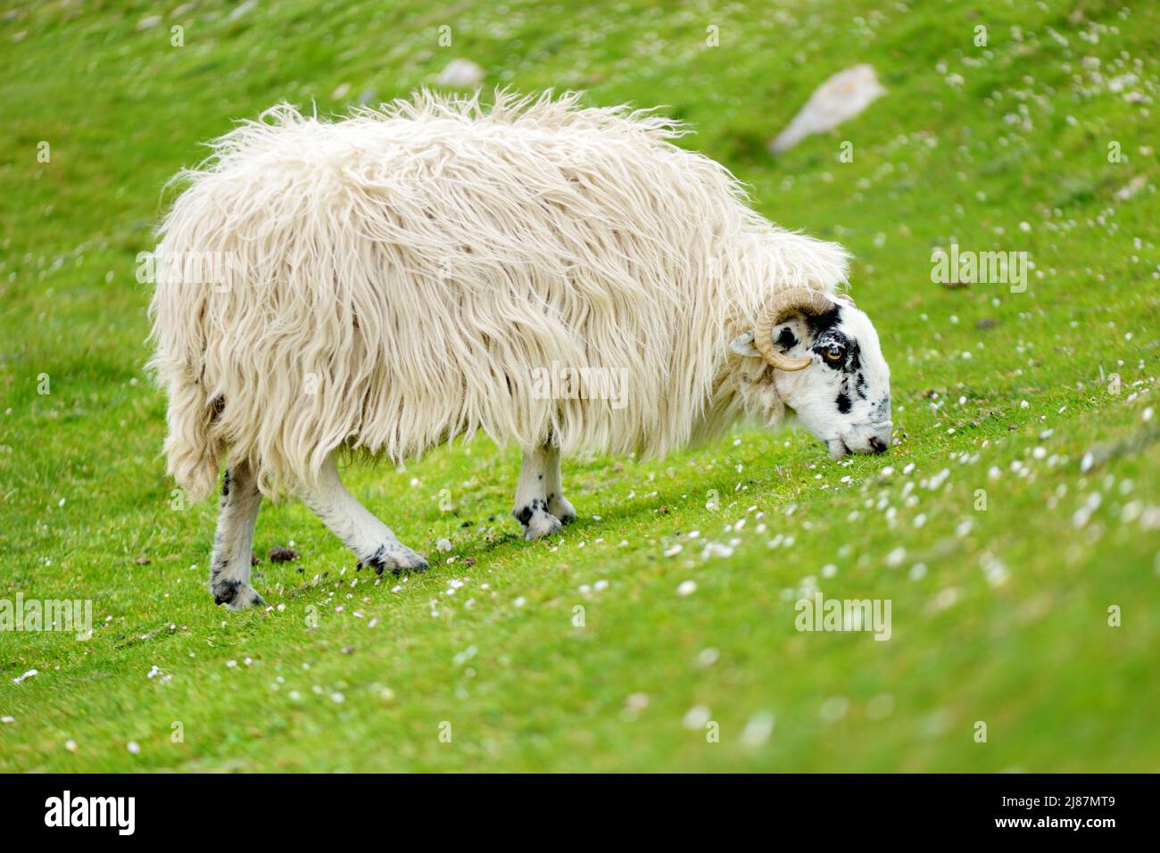 Sheep marked with colorful dye grazing in green pastures. Adult sheep ...