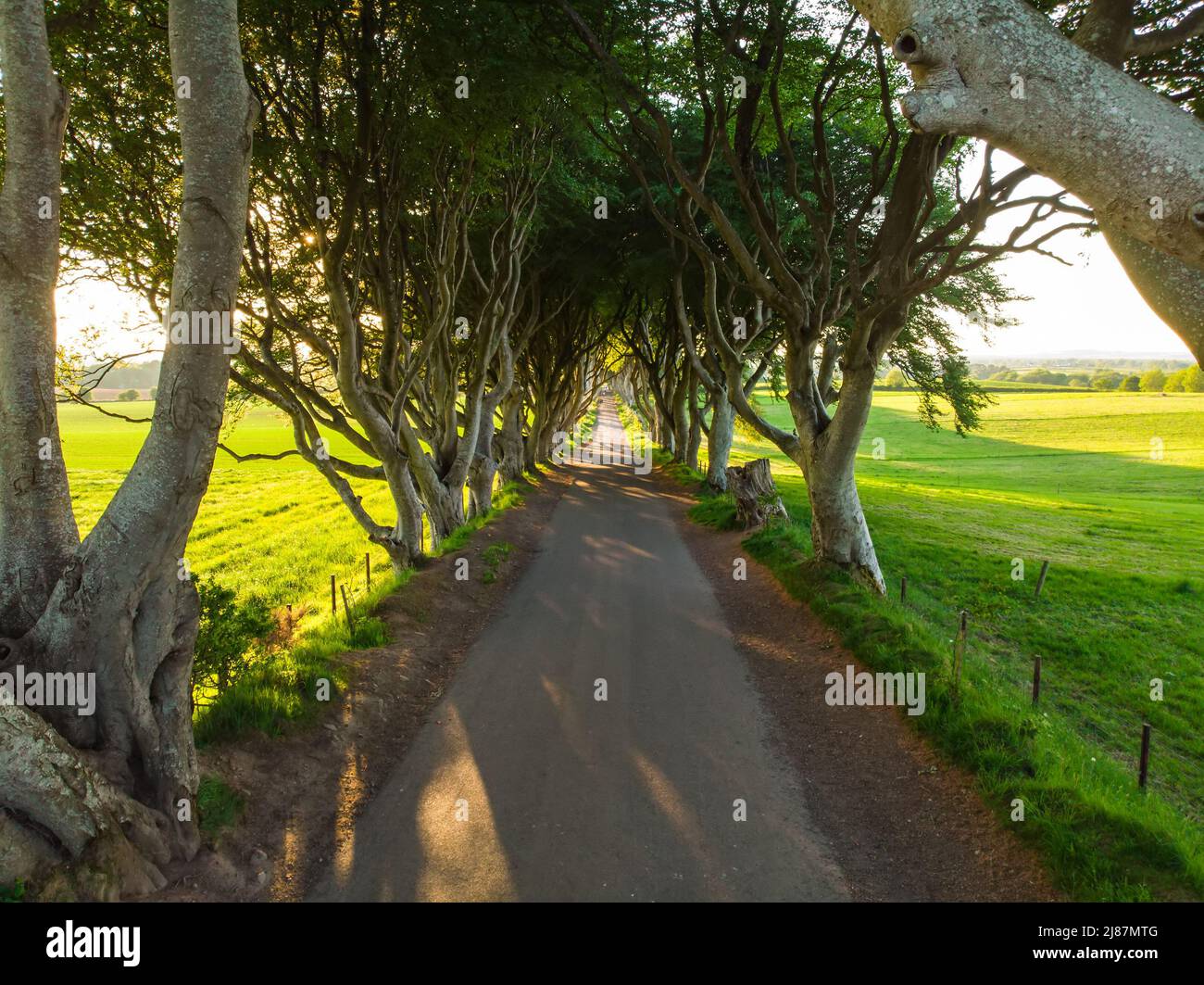 Aerial view of The Dark Hedges, an avenue of beech trees along Bregagh ...