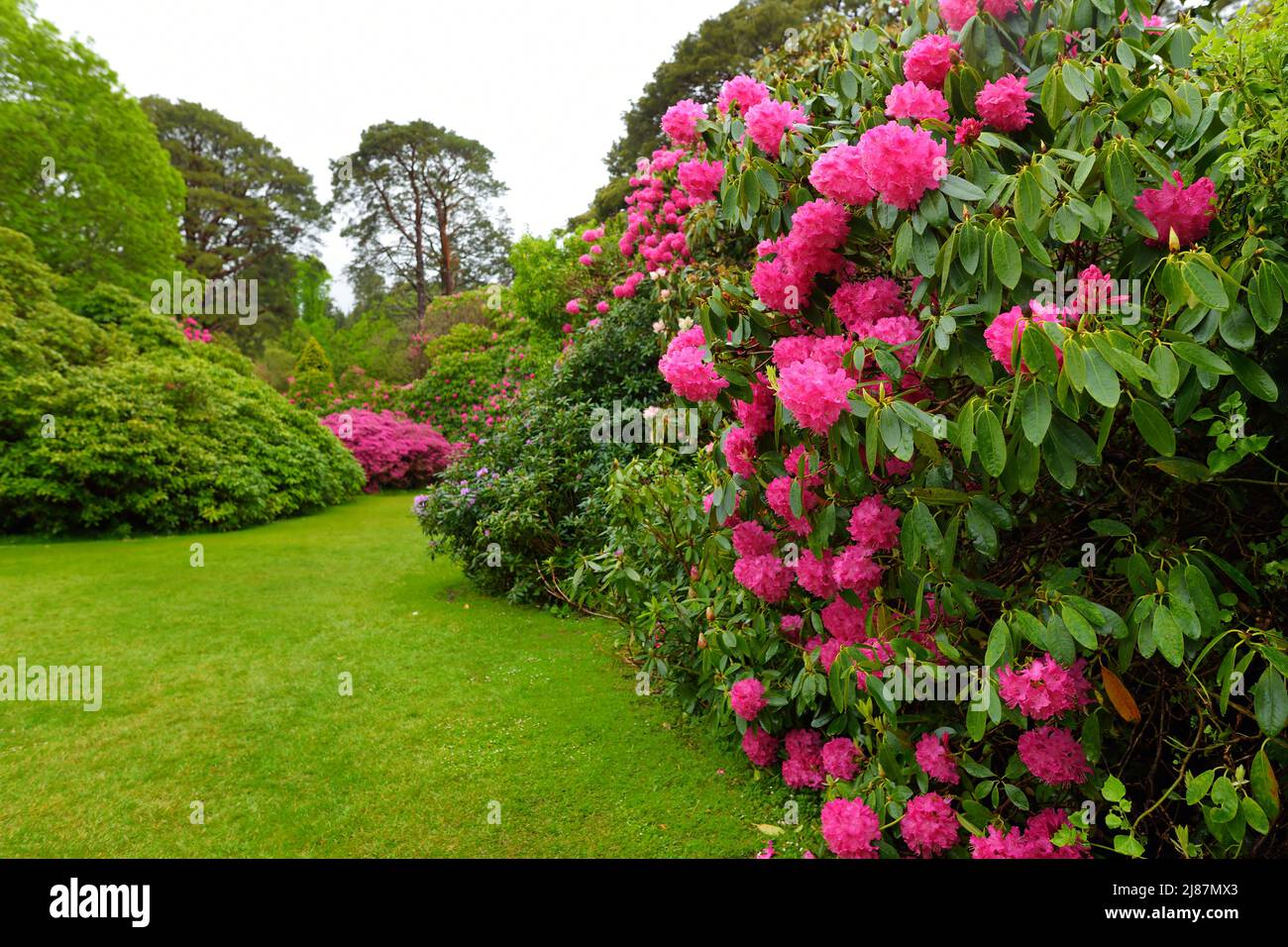 Beautiful azalea bushes blossoming in the gardens of Muckross House ...