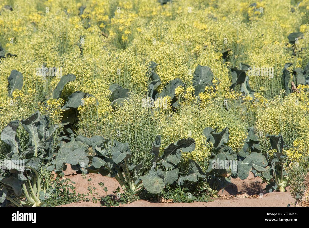 Broccoli crop in bloom for seed production, Yuman, Arizona, USA Stock ...