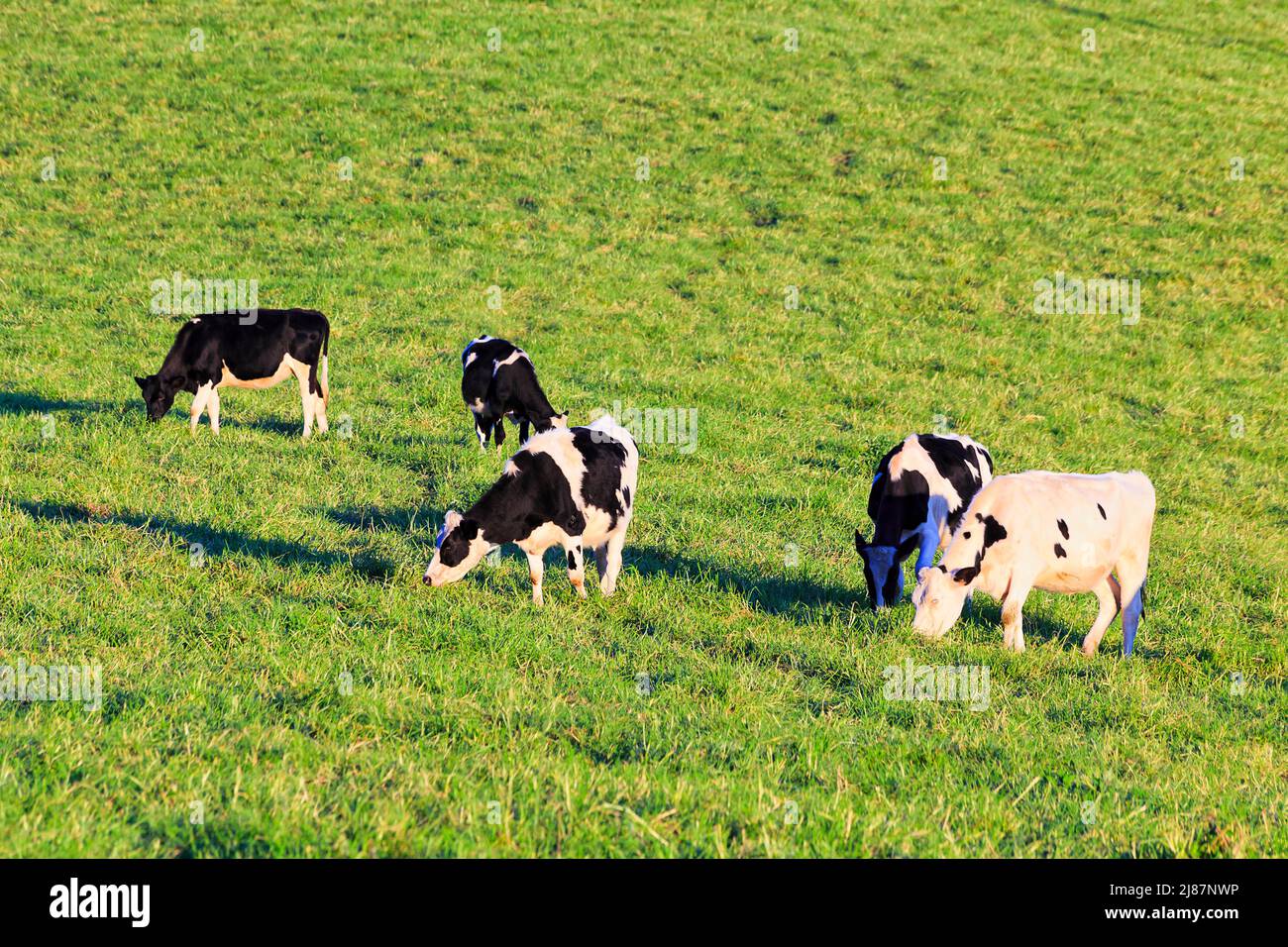Herd of dairy milk cows on rich green pastures of cultivate agriculture ...