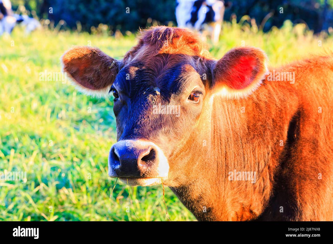 Young brown steer bull on a green agriculture cultivated farm in Bega ...