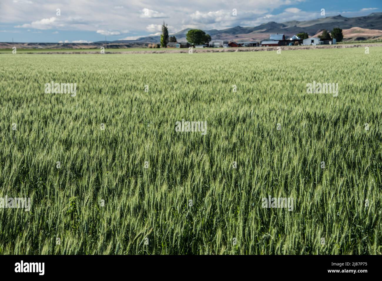 A green wheat field stretches out into the distance near Marsing, Idaho ...