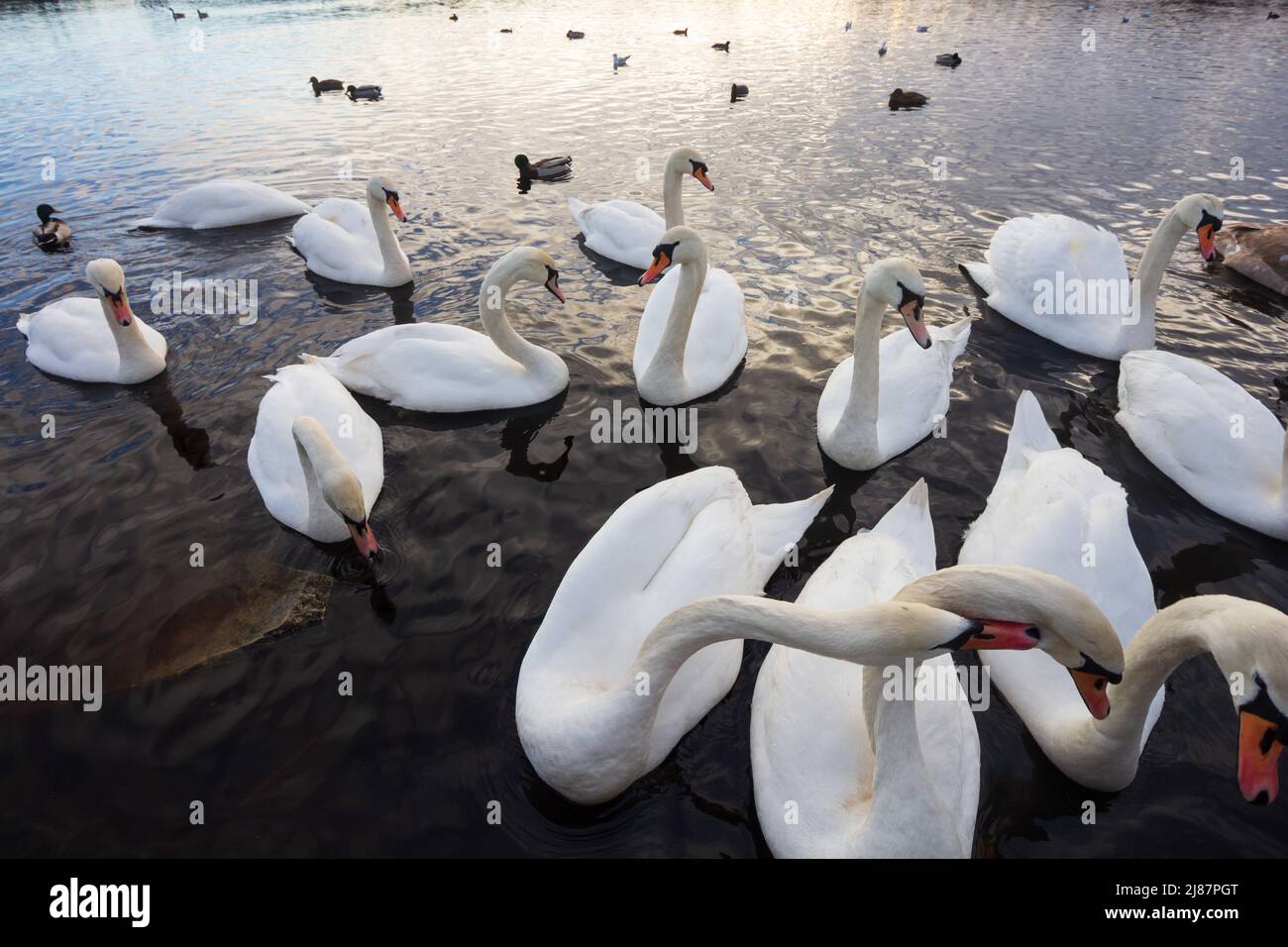 White swan feeding in pond hi-res stock photography and images - Alamy