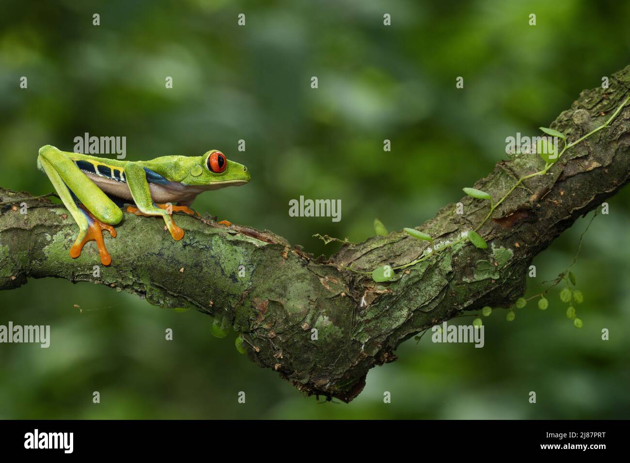 Red Eyed Tree Frog Predators