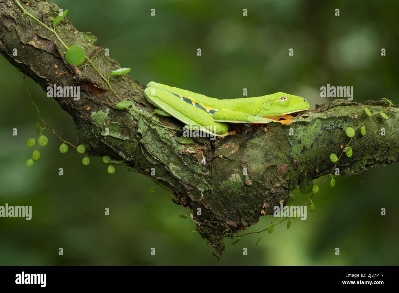 A Red-eyed tree frog (Agalychnis callidryas) takes a big stretch before ...