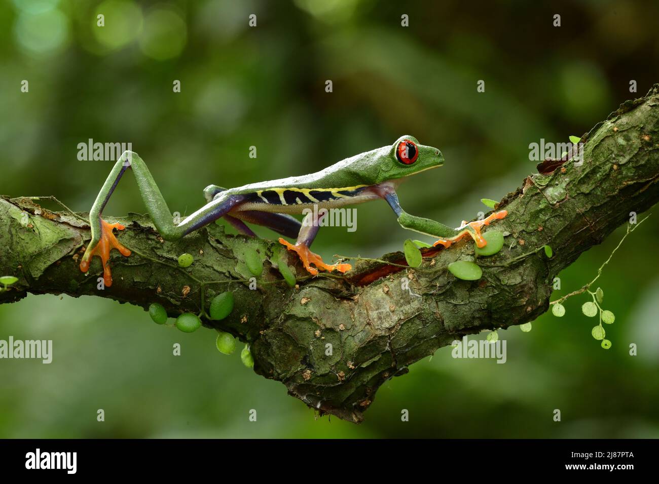 A Red-eyed tree frog (Agalychnis callidryas) takes a big stretch before ...