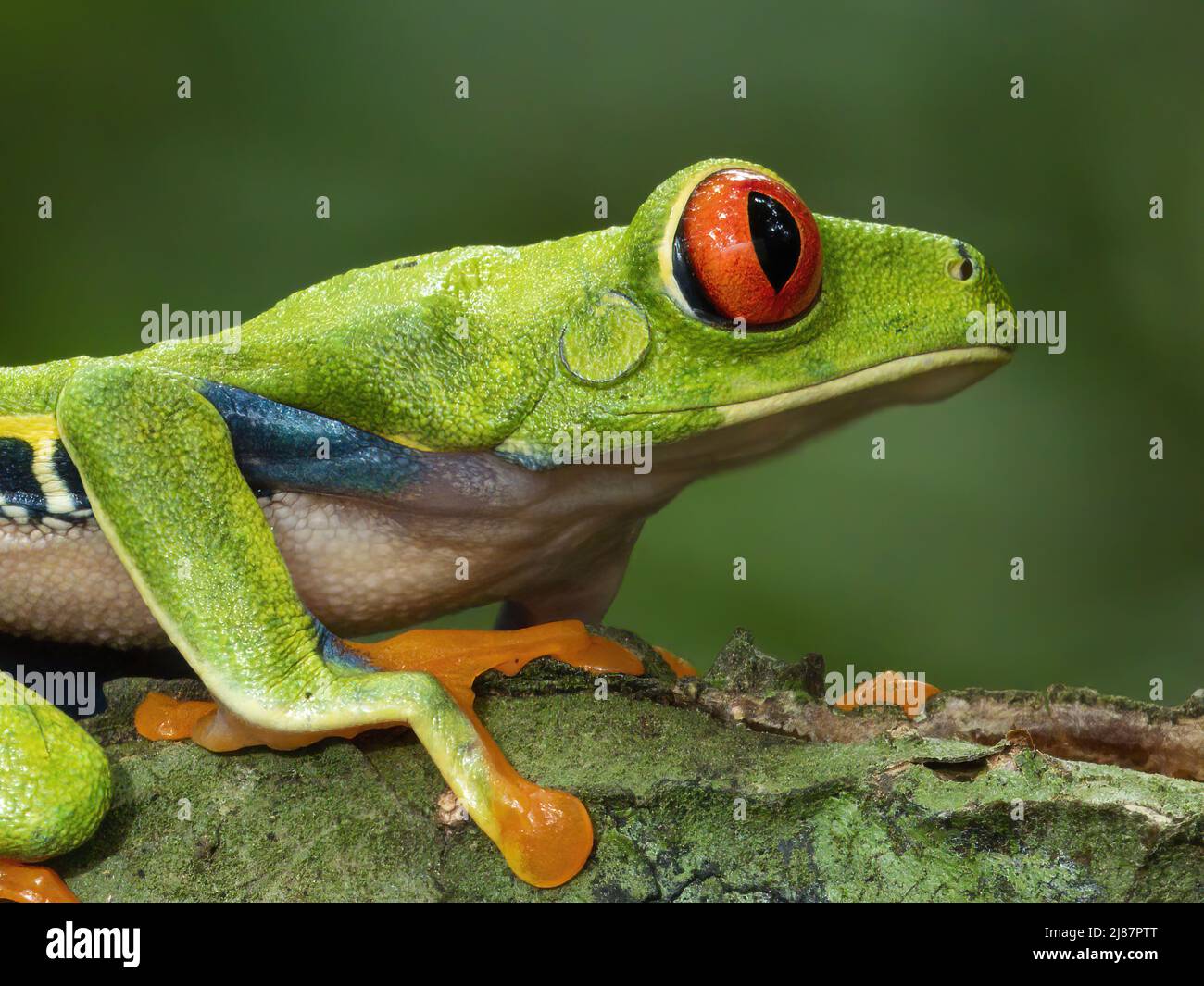 Nictitating Membrane Frog
